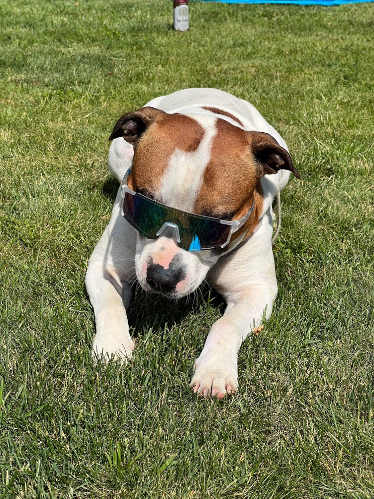 Swedish Greyhound Eyewear